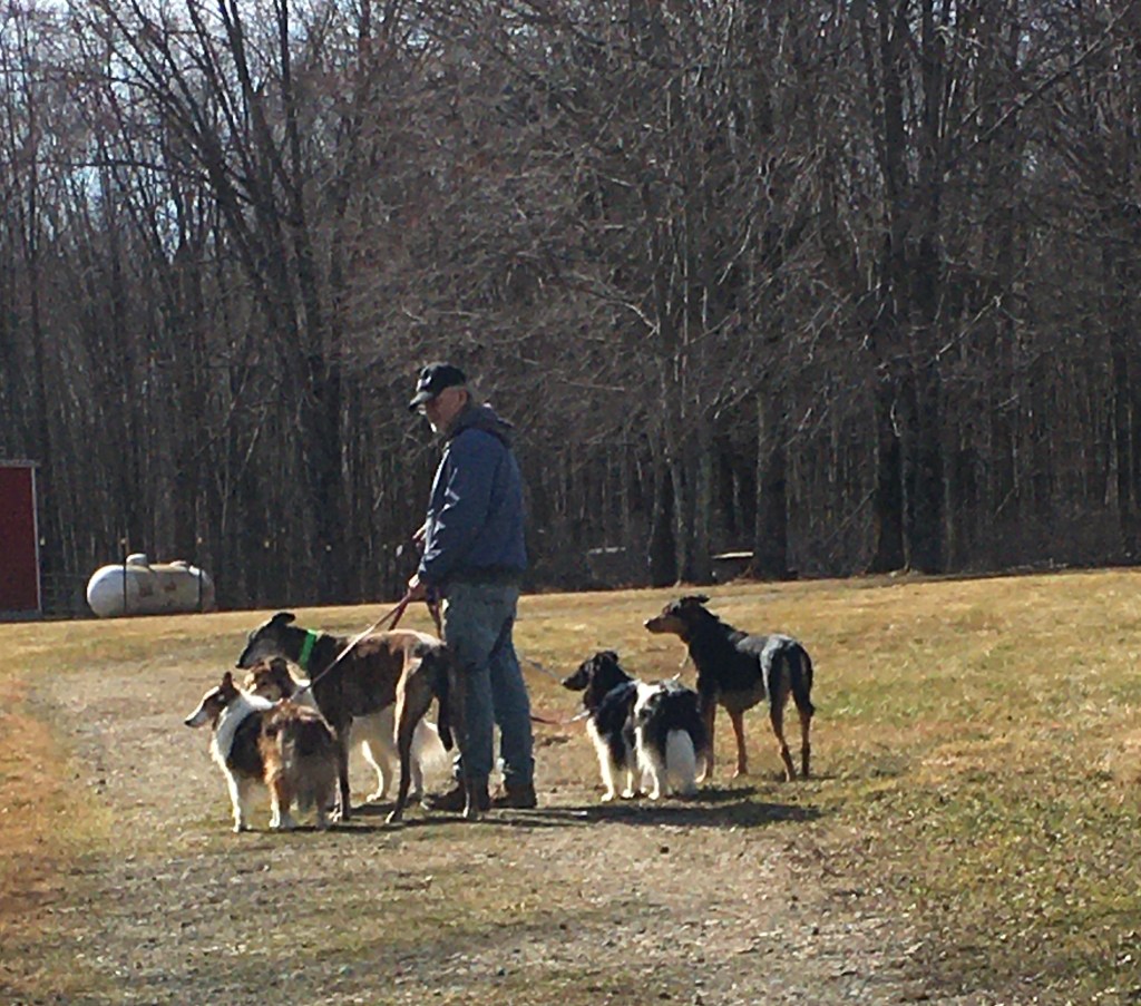How Do Your Dogs Get Exercise? | Sanctuary Acres