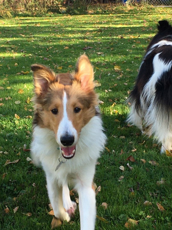 Foster Puppy! Bodhi, Part II | Sanctuary Acres